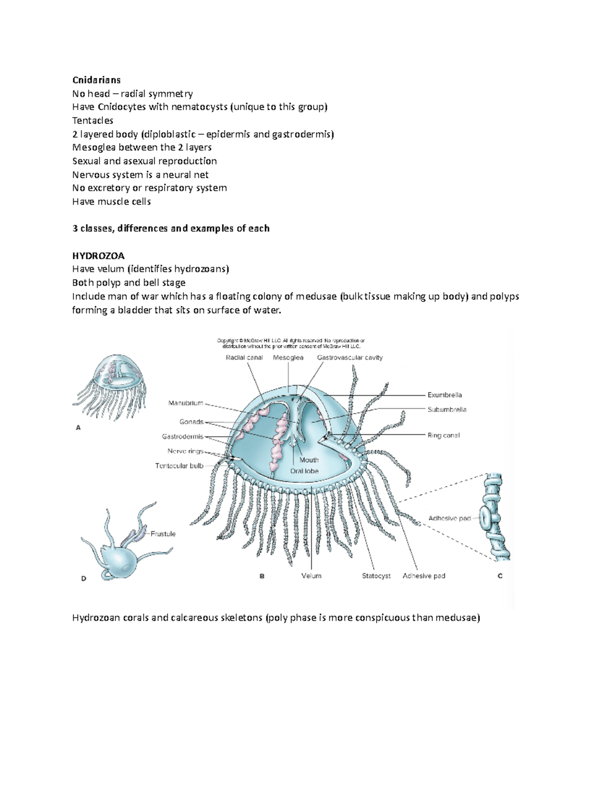 Cnidarians - Cnidarians No head – radial symmetry Have Cnidocytes with ...