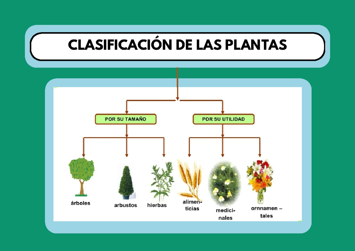 Clasificación de las plantas - CLASIFICACIÓN DE LAS PLANTAS PARTES DE ...