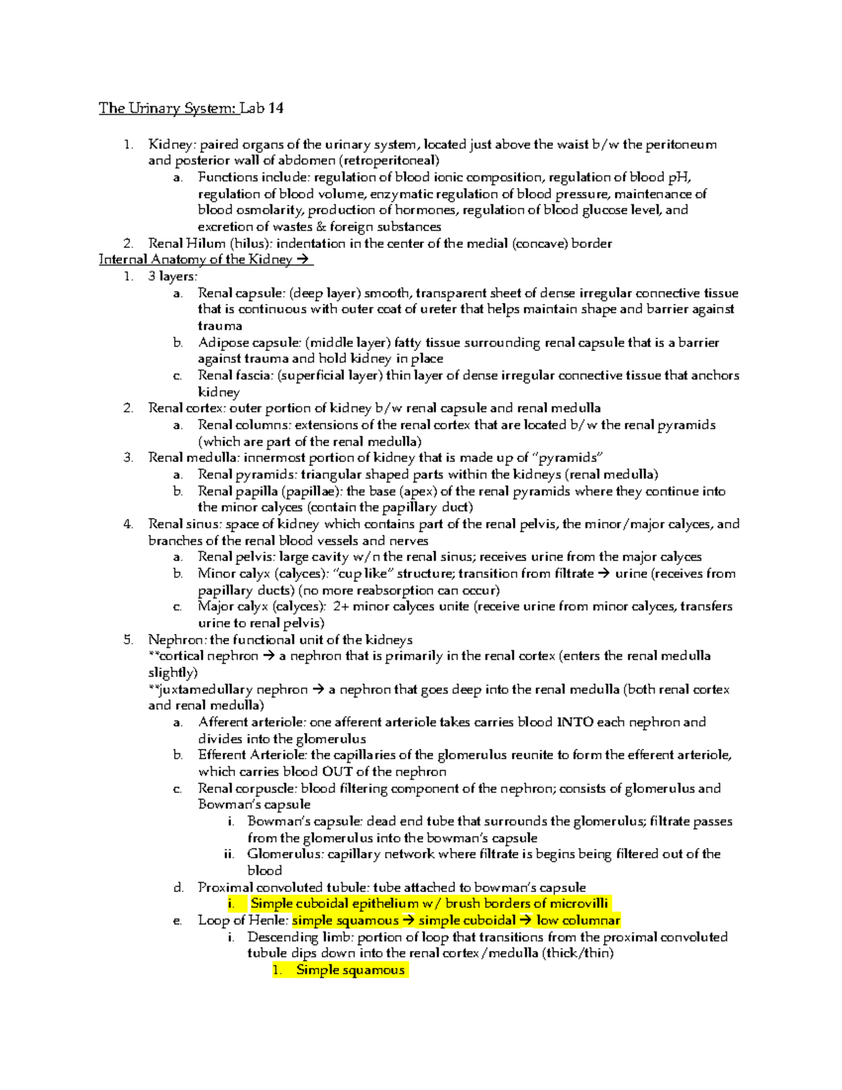 Anatomy Lab- Urinary & Repro. Syst - The Urinary System: Lab 14 1 ...