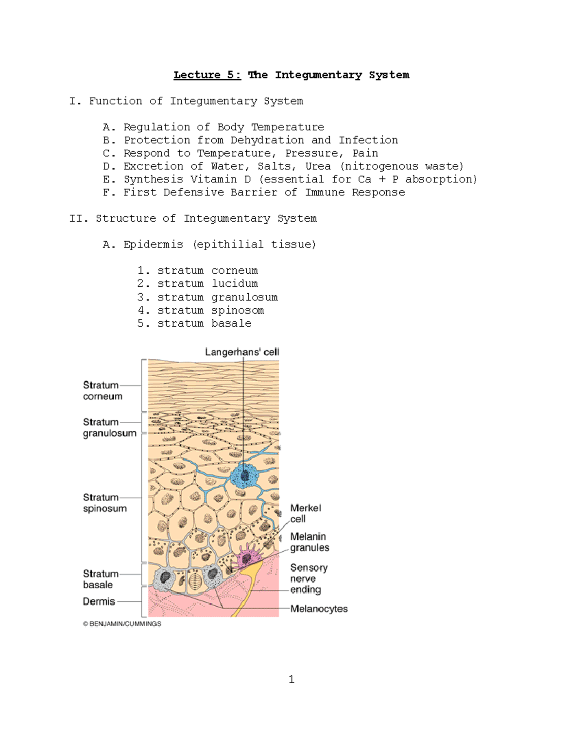 LECT05 notes with annotations pdf and - Lecture 5: The Integumentary ...