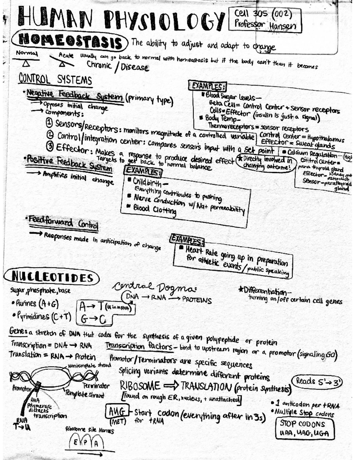 Human Physiology - PDBIO 305 - Studocu