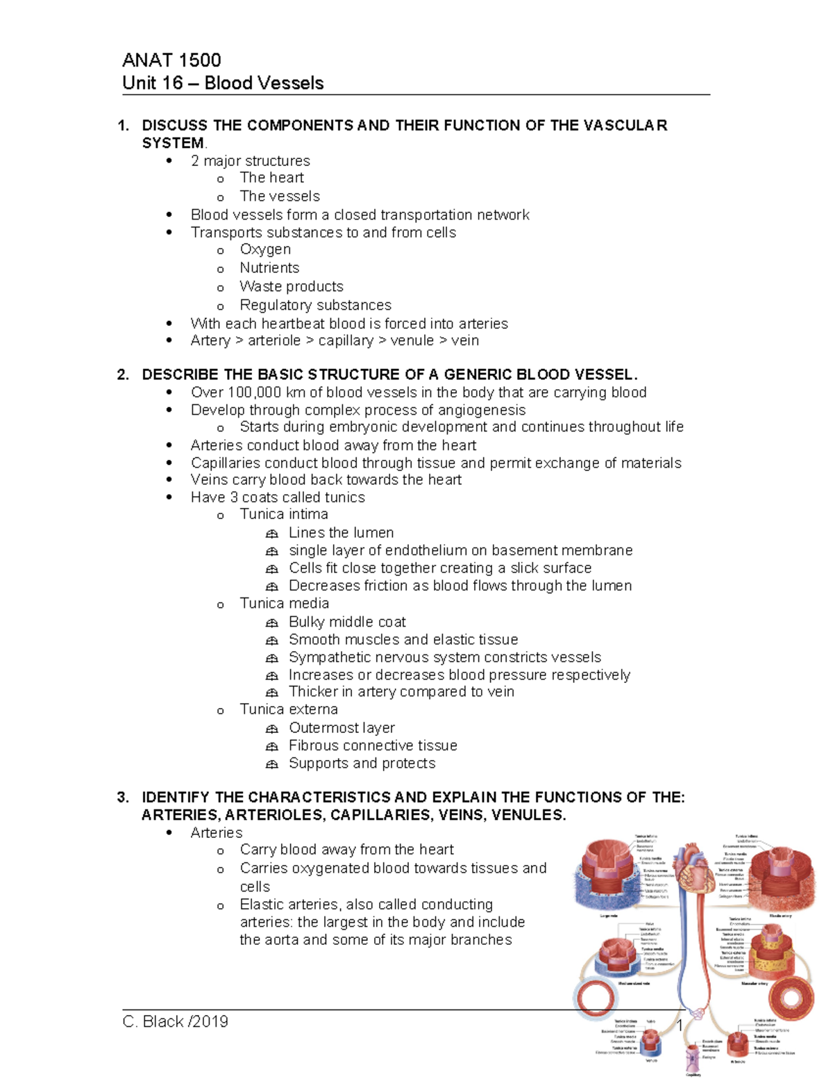 Blood vessels - Unit 16 – Blood Vessels 1. DISCUSS THE COMPONENTS AND ...