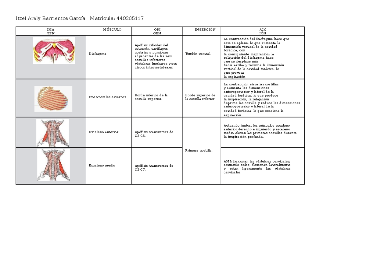 Musculos respiratorios - Itzel Arely Barrientos García Matricula ...
