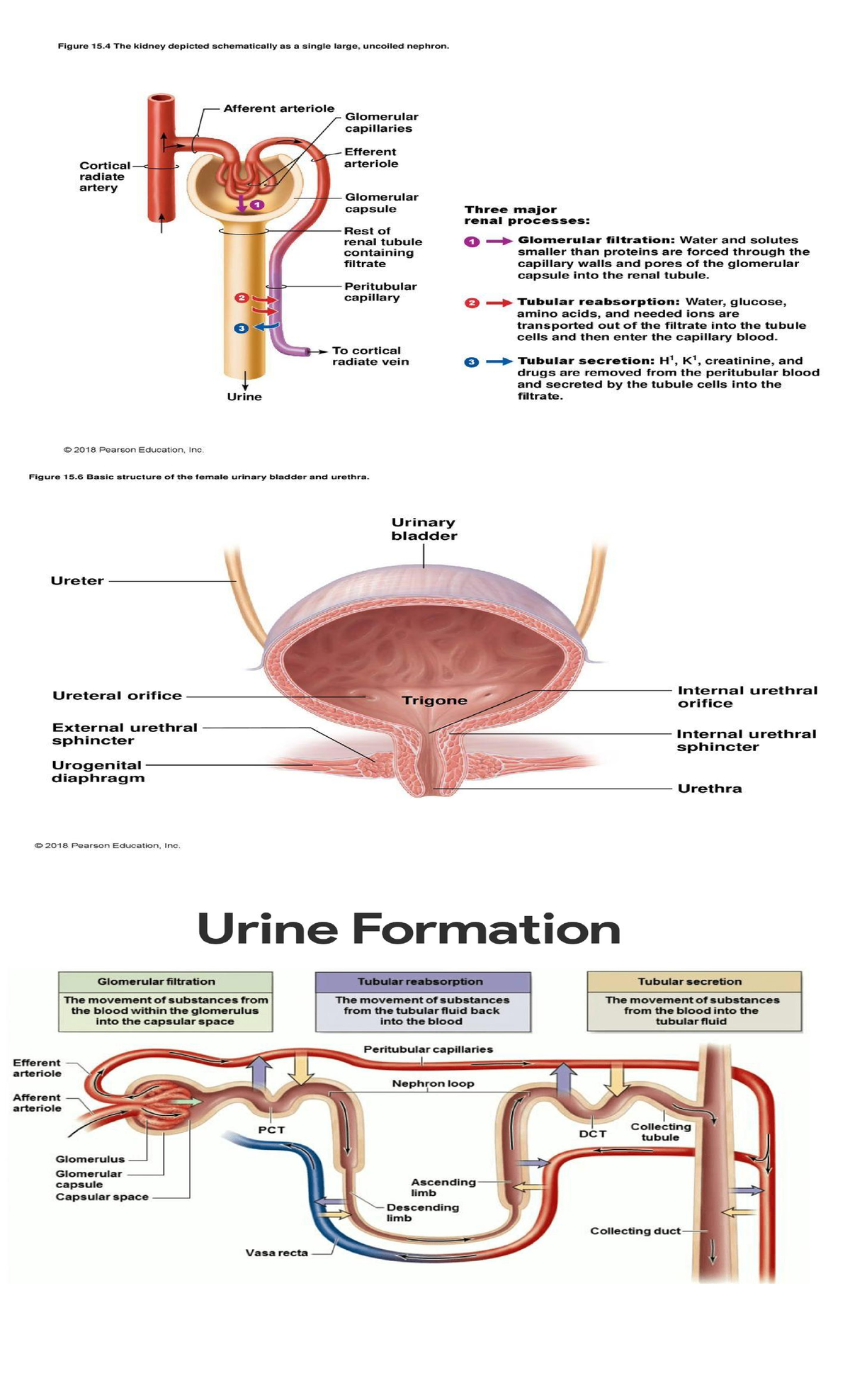 Digesto- Urinary System Pictures - Figure 15 The kidney depicted ...