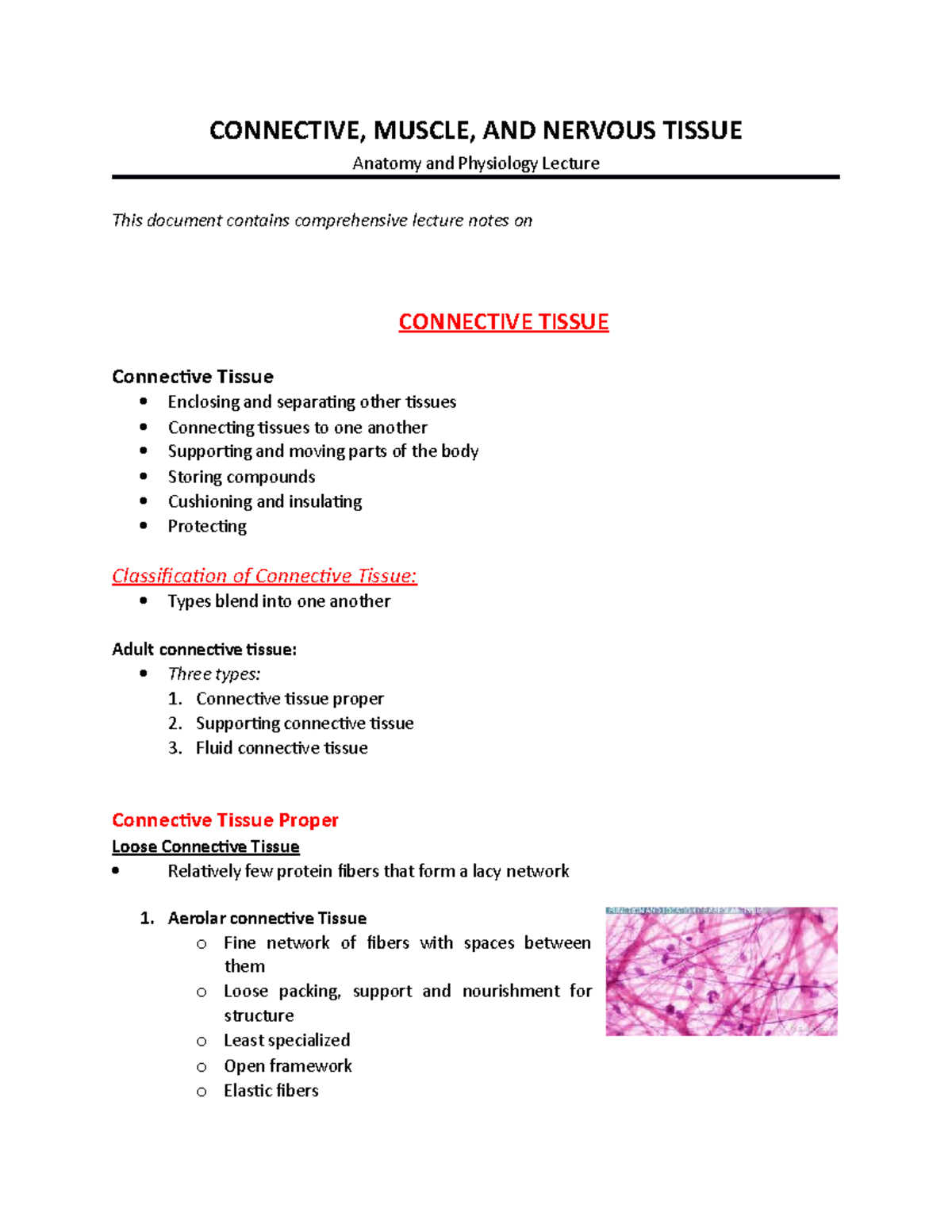Connective, Muscle and Nervous Tissue - CONNECTIVE, MUSCLE, AND NERVOUS ...