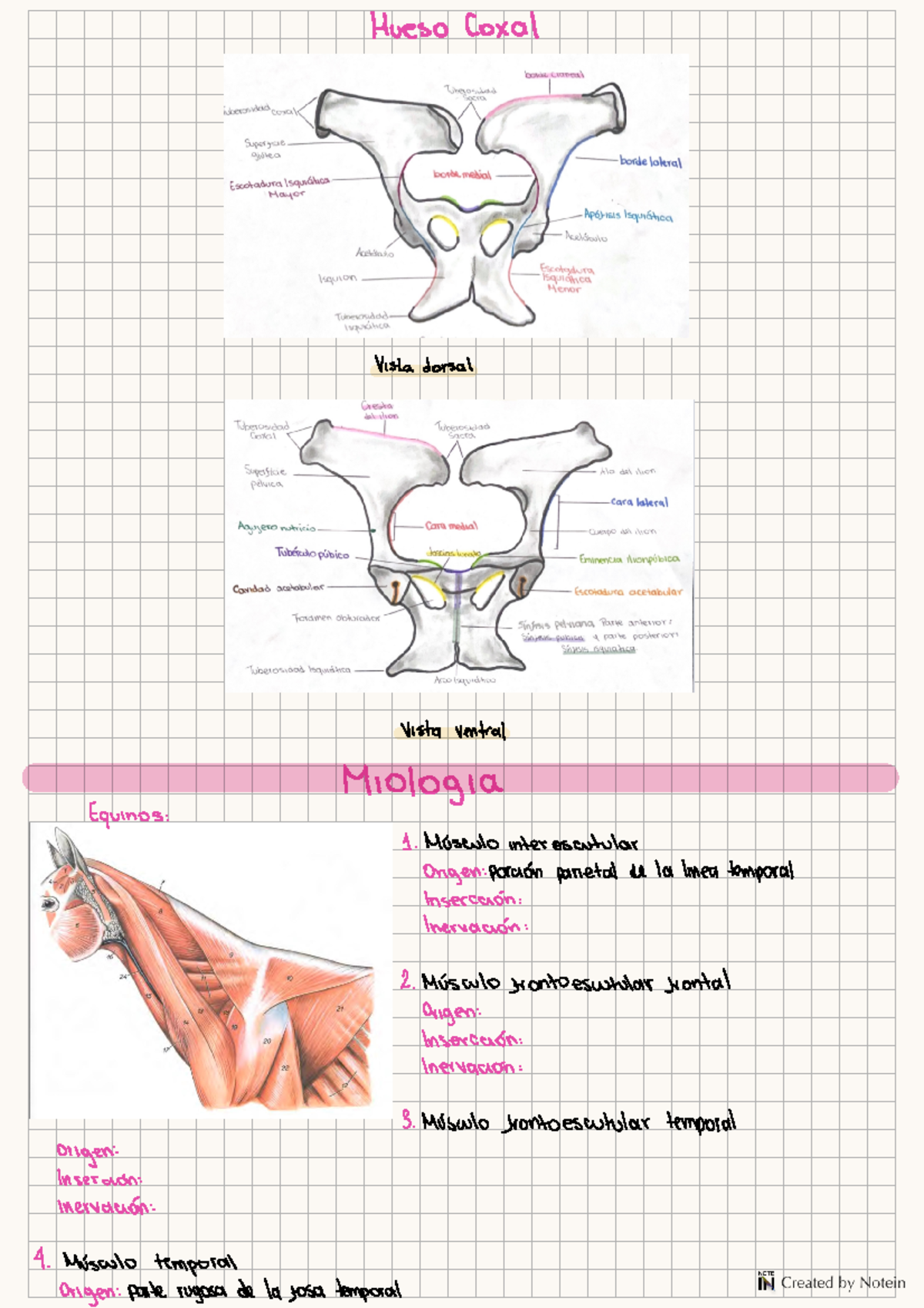 Miologia - M. brachiocephalicus: Músculo braquiocefalico 2. M ...