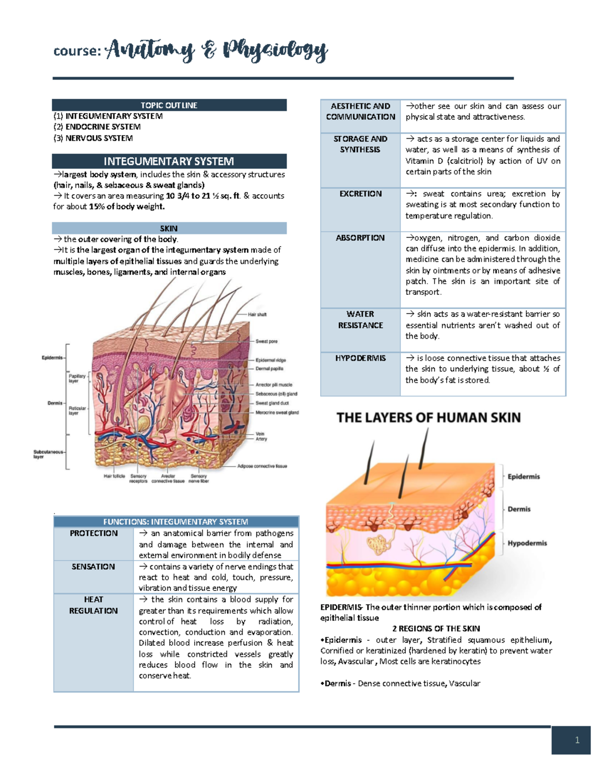 Integumentary, Endocrine, Nervous System - TOPIC OUTLINE (1 ...