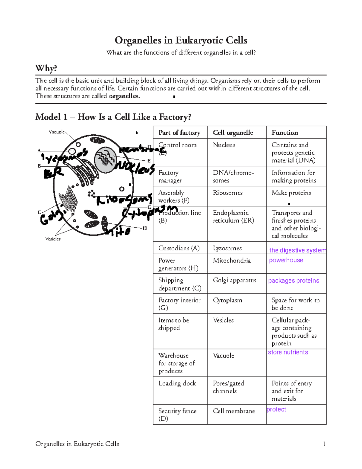 Pogil eukaryotic organelles - Organelles in Eukaryotic Cells 1 ...