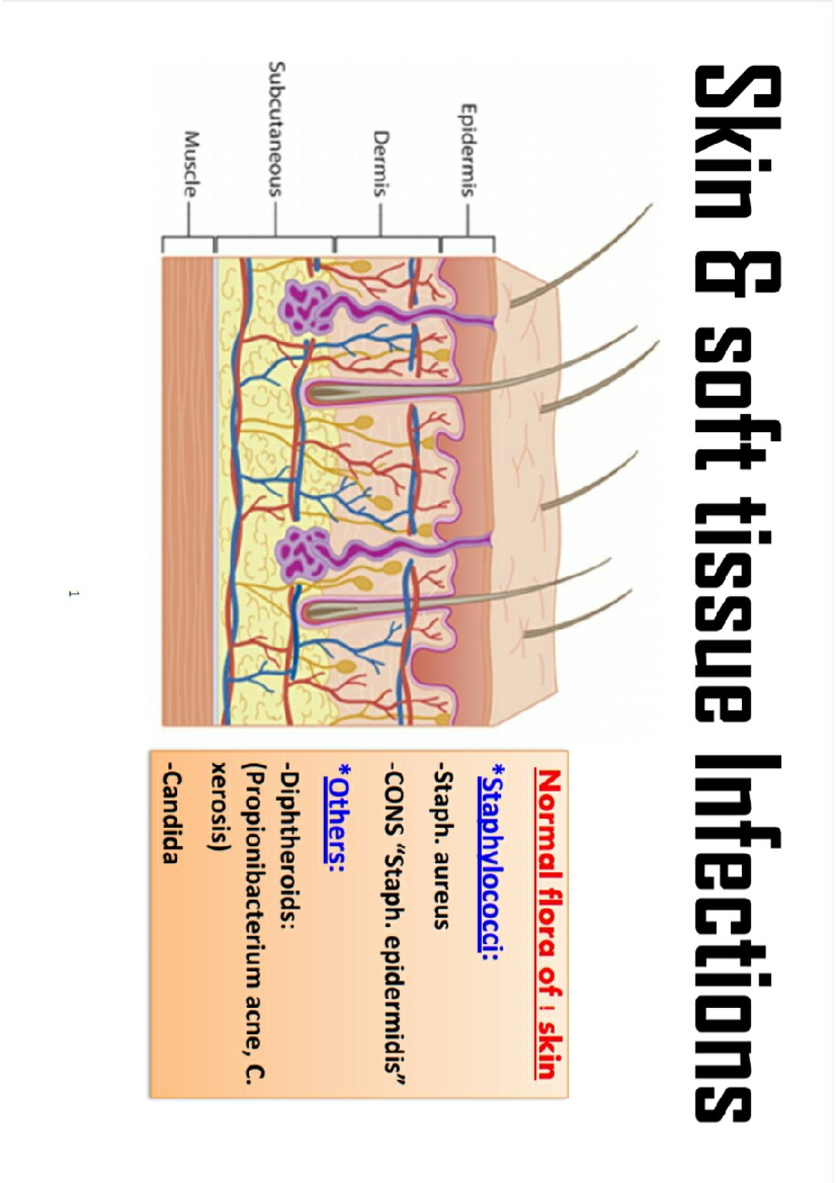 Skin infections - Medical Microbiology - Studocu