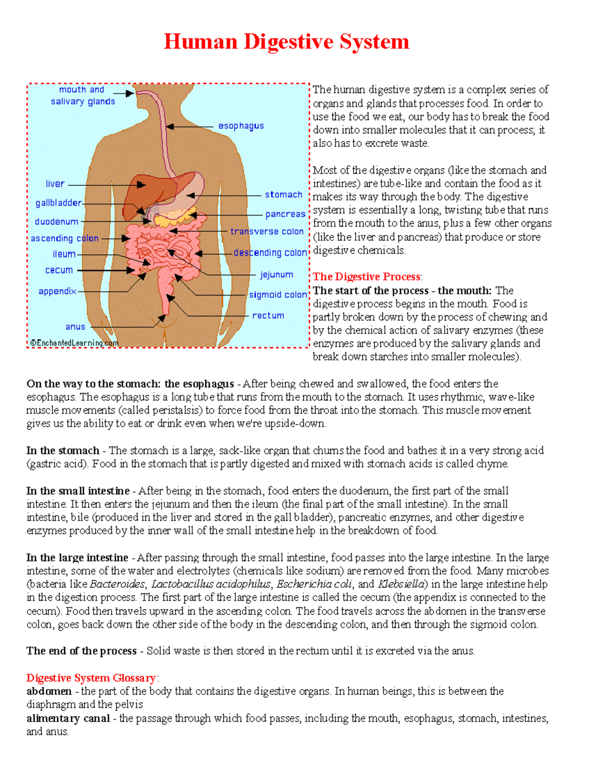Human Digestive System - In order to use the food we eat, our body has ...