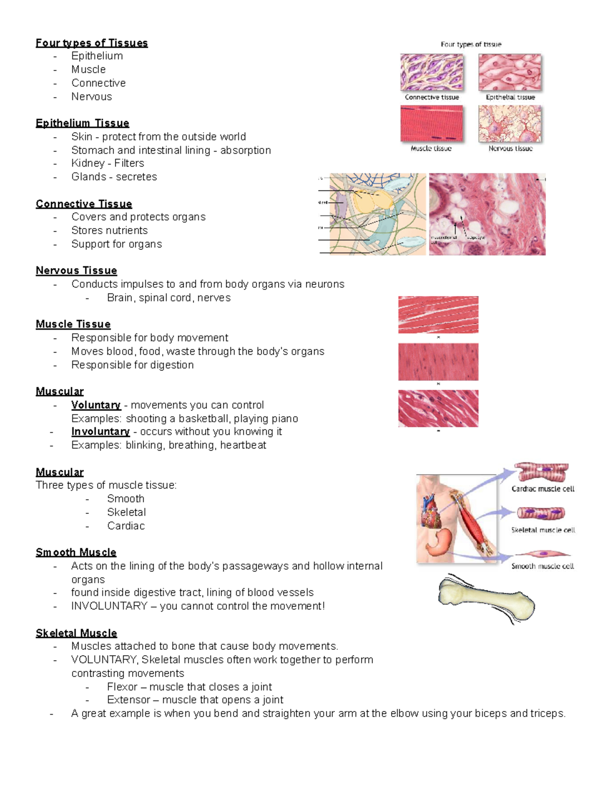 Muscular Skeltal Filled in Notes - Four types of Tissues - Epithelium ...