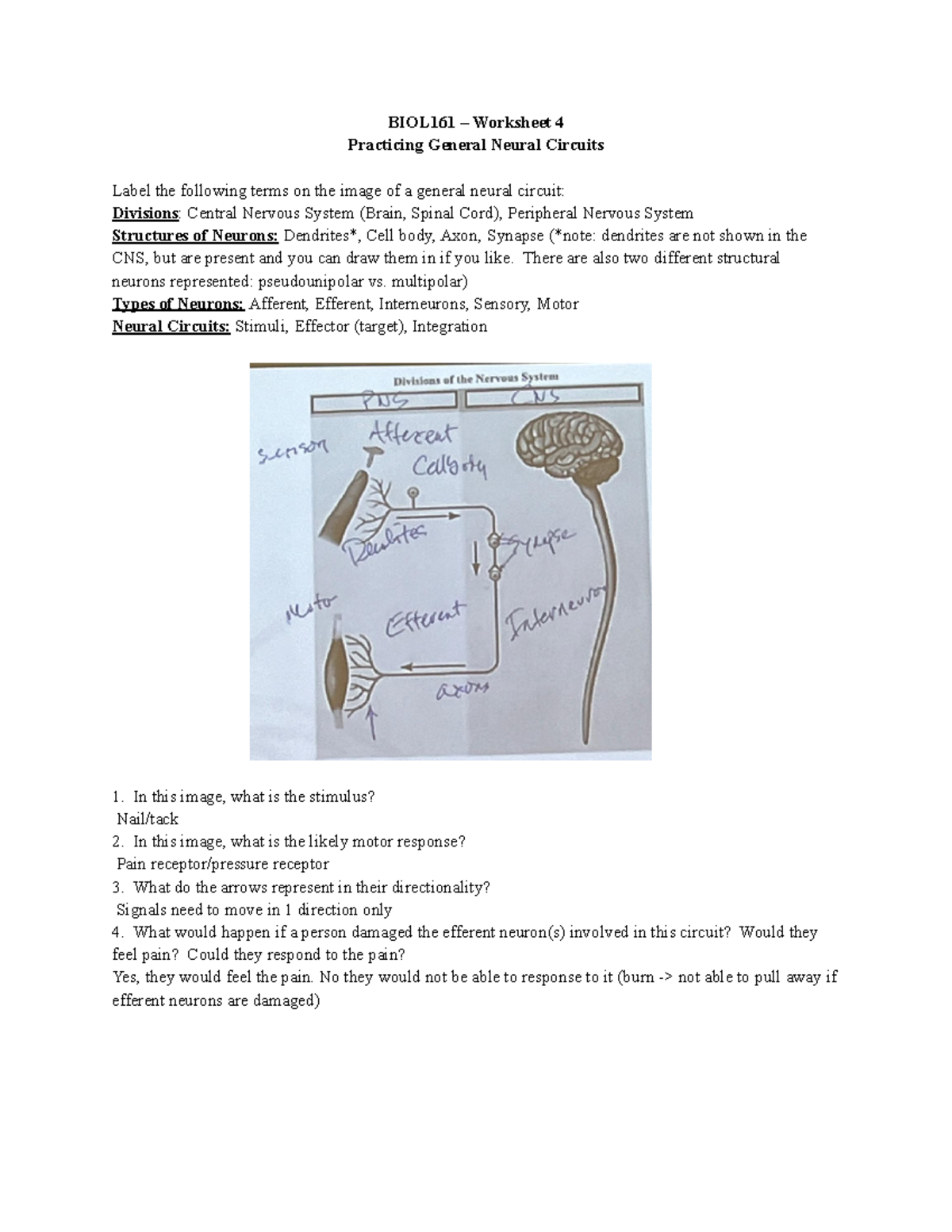 Bio161 worksheet 4 - BIOL161 – Worksheet 4 Practicing General Neural ...