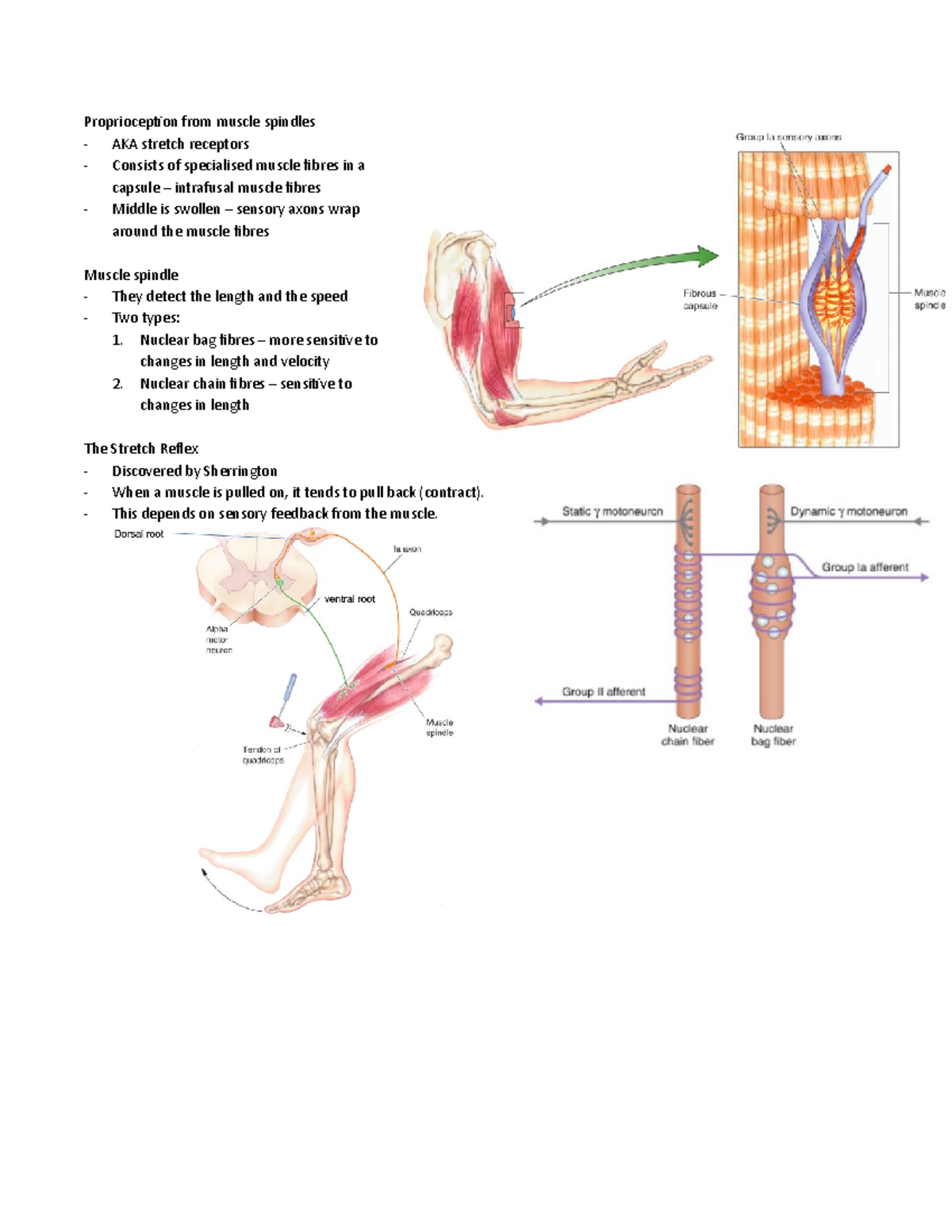 Spinal Control of Movement - Proprioception from muscle spindles AKA ...