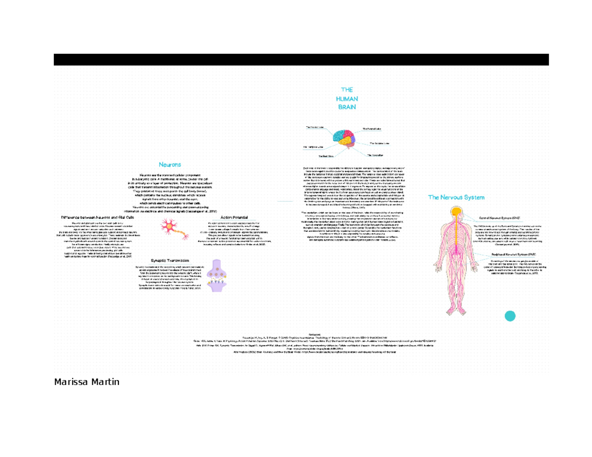 Topic 2 Assignment-Infographic - THE HUMAN BRAIN The Frontal Lobe The ...