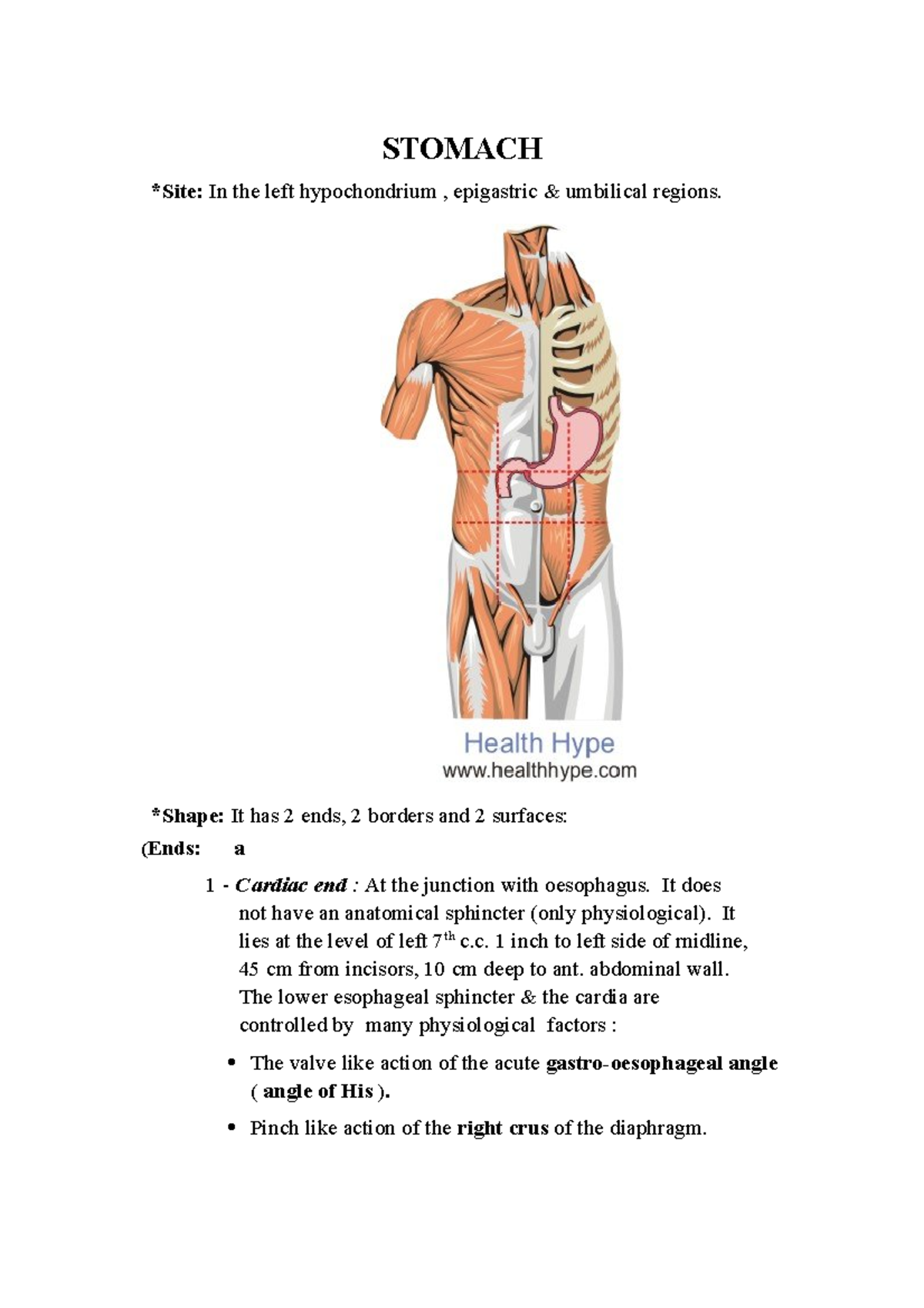 Anatomy of Stomach - STOMACH *Site: In the left hypochondrium ...