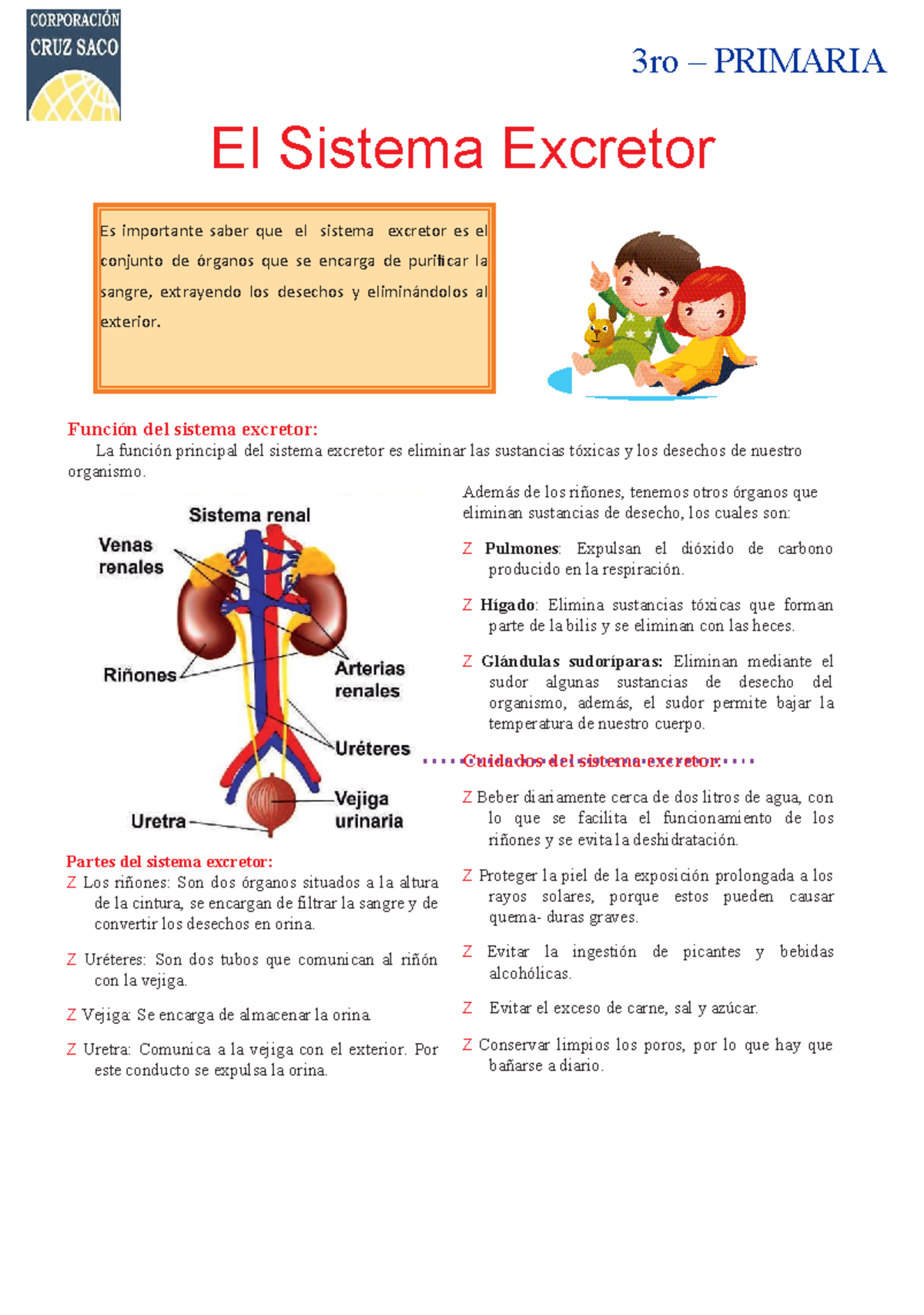 Sistema excretor - 3ro – PRIMARIA El Sistema Excretor Función del sistema excretor: La función ...