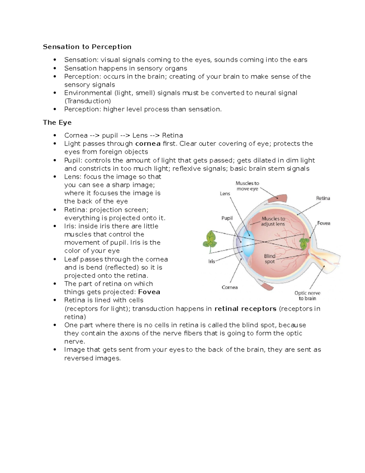 Chapter 6 Notes - Sensation to Perception Sensation: visual signals ...