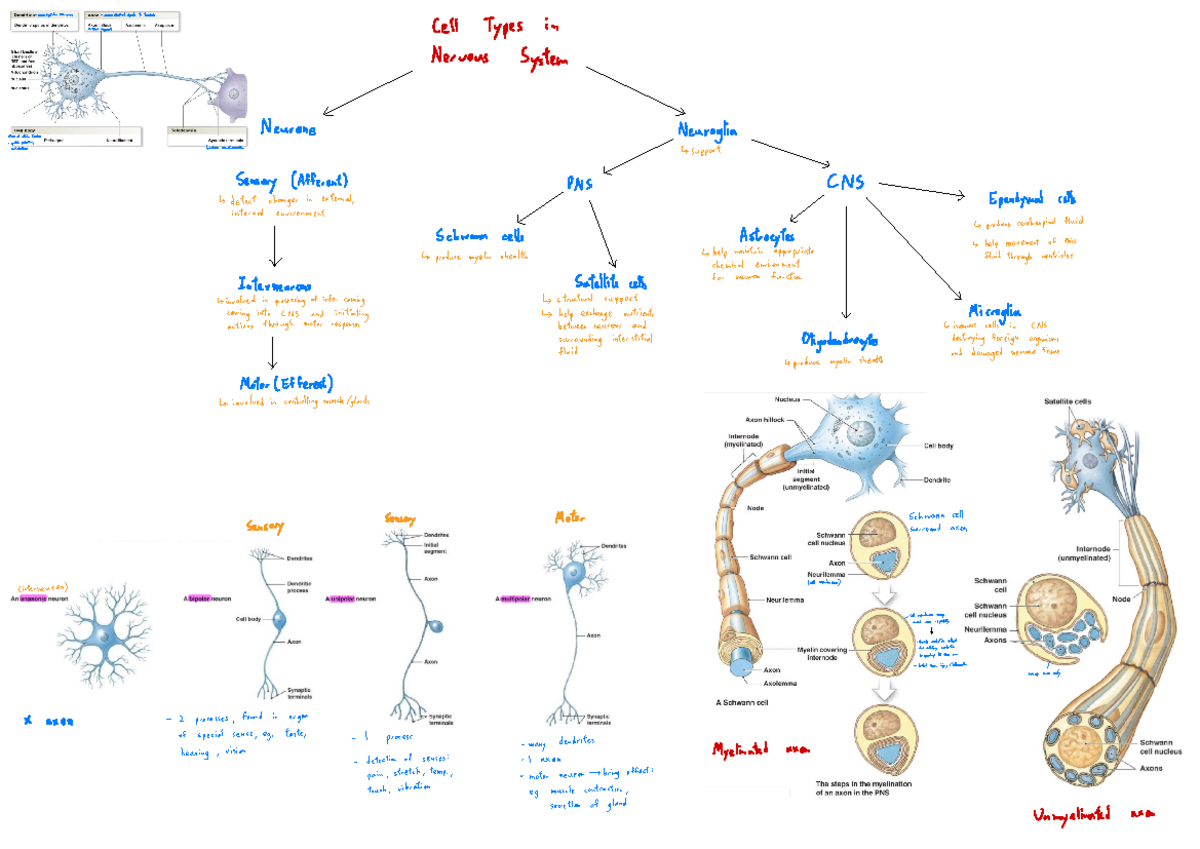 Cell Types in Nervous System - receive input from other neurons ...
