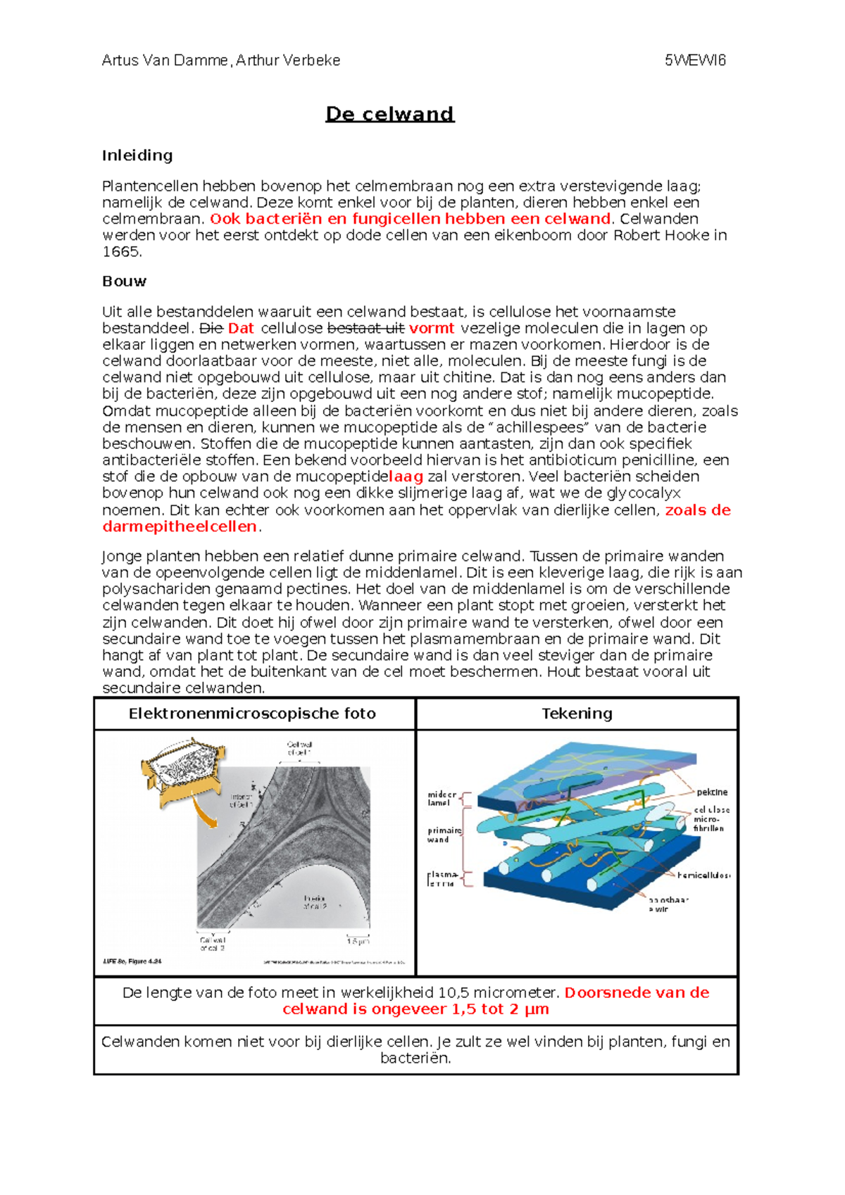Celwand - Artus Van Damme, Arthur Verbeke 5WEWI De celwand Inleiding ...
