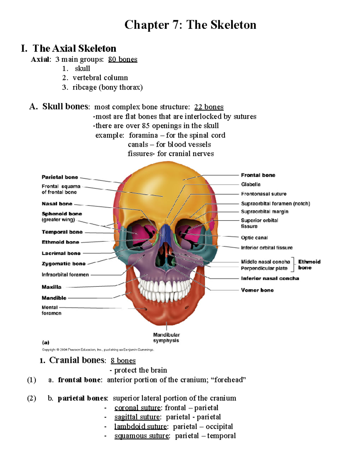 Chapter 7 - Spring 2023 - Chapter 7: The Skeleton I. The Axial Skeleton ...