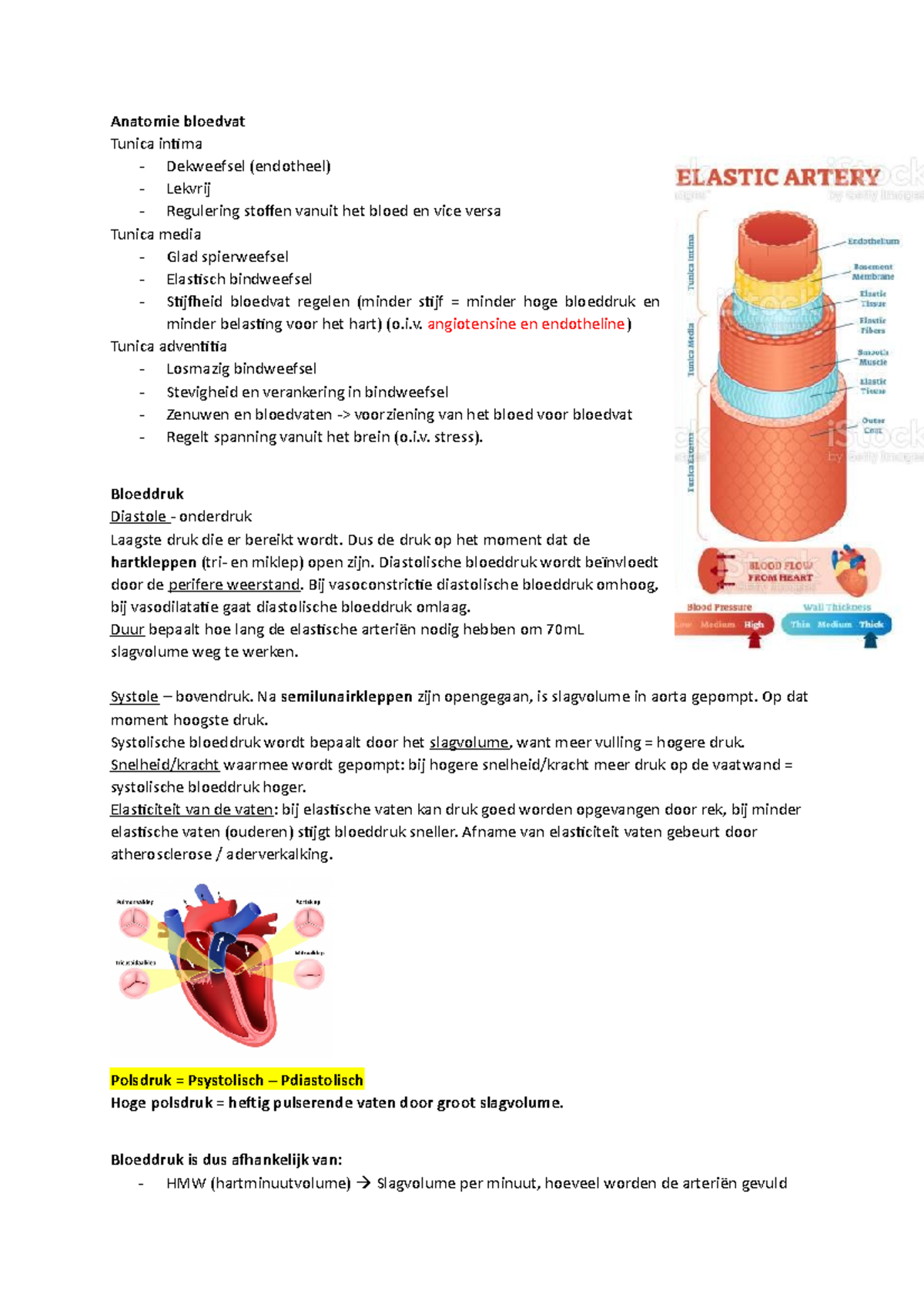 Stuvia Samenvatting bloeddruk en hypertensie - Anatomie bloedvat Tunica ...