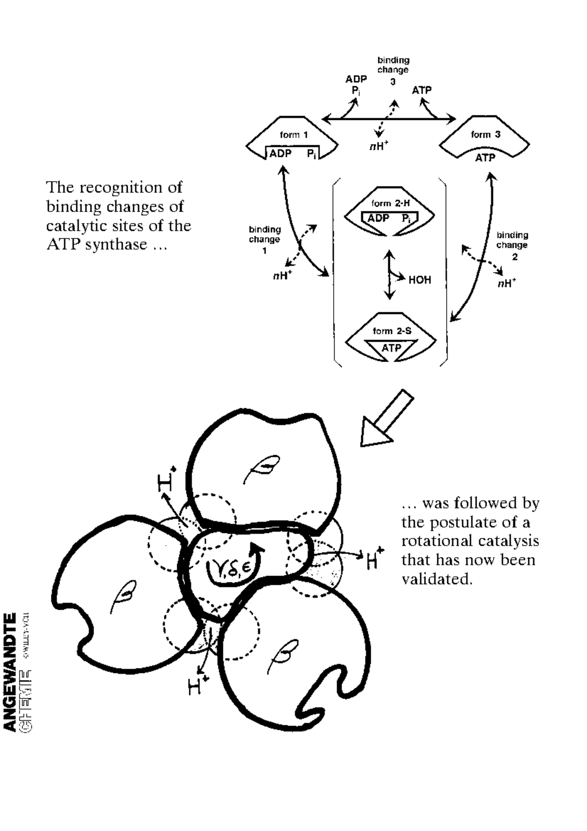 S03 1998+Boyer+Energy+Life+and+ATP - The recognition of binding changes ...