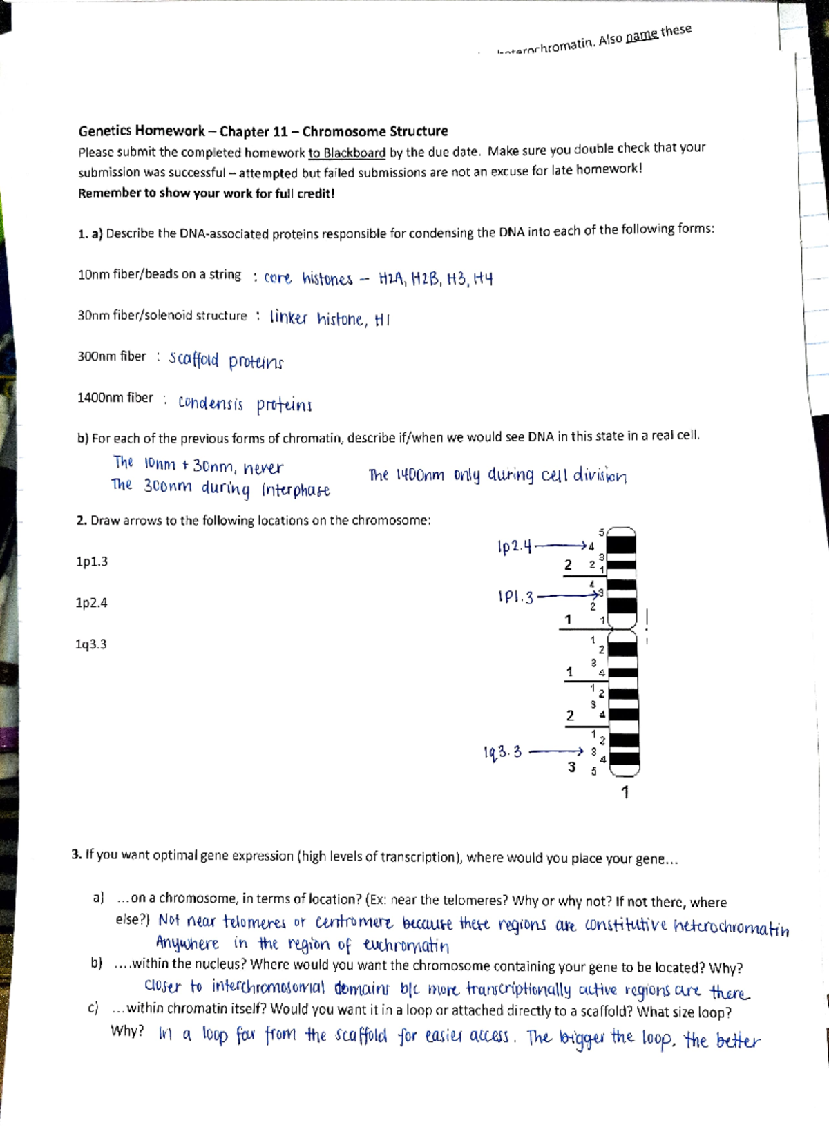 Chapter 11 homework - Genetics Homework- Chapter 11- Chromosome ...