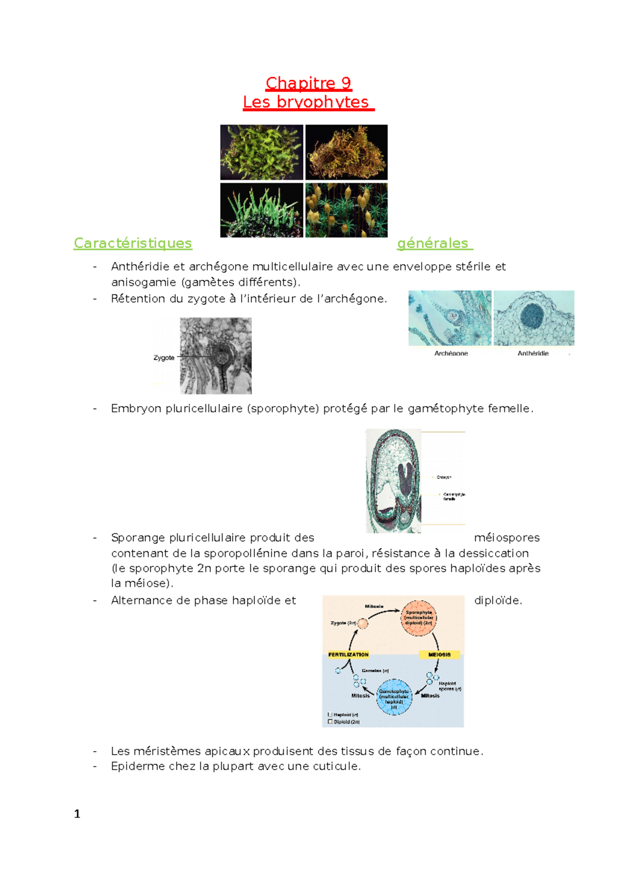 Chapitre 9 - Chapitre 9 Les bryophytes Caractéristiques générales ...