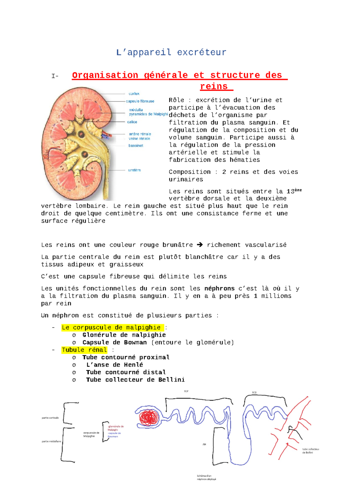 L’appareil-excréteur - L’appareil excréteur I- Organisation générale et ...