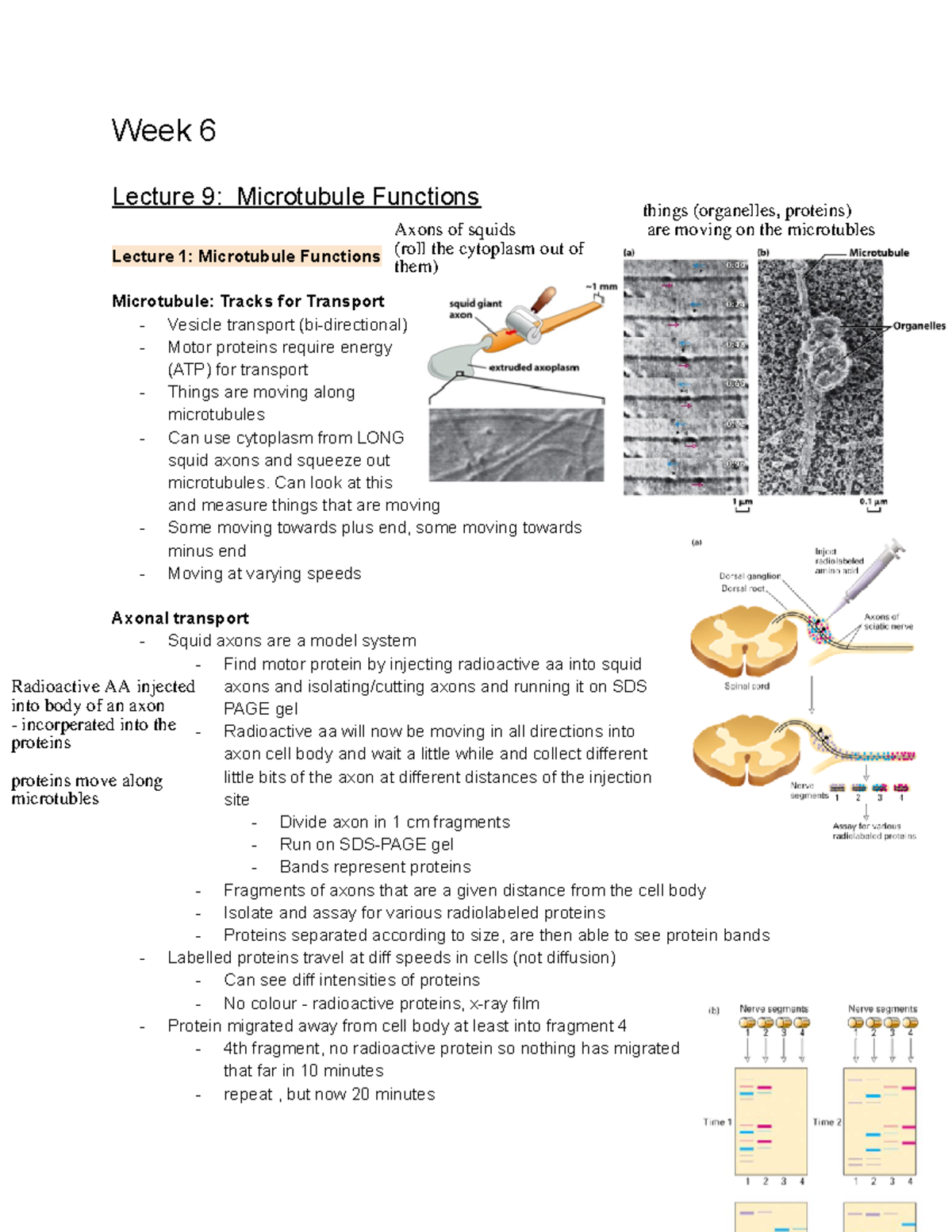 Cell Bio Notes W7 Week 6 Lecture 9 Microtubule Functions Lecture 1 Microtubule Functions