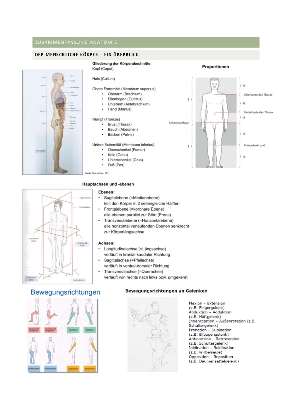 Zusammenfassung Anatomie - ZUSAMMENFASSUNG ANATOMIE DER MENSCHLICHE ...