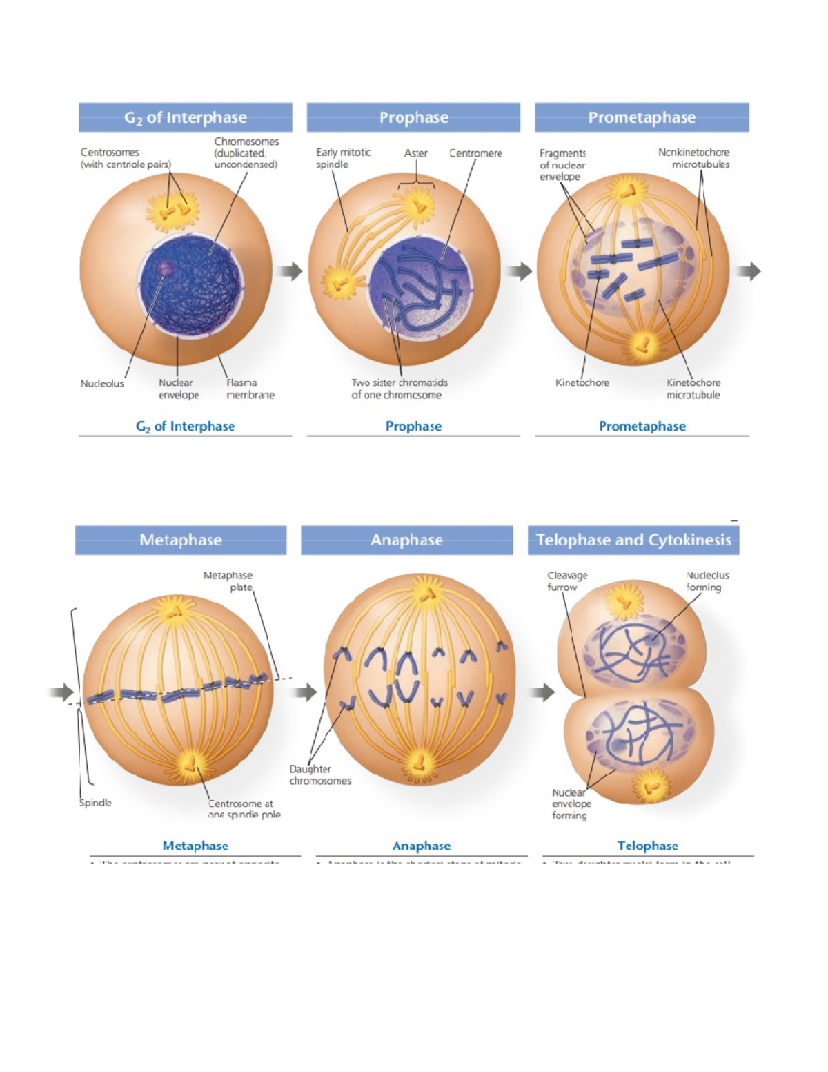 Mito and meio - Mitosis notes and meiosis - Biochemistry - Studocu