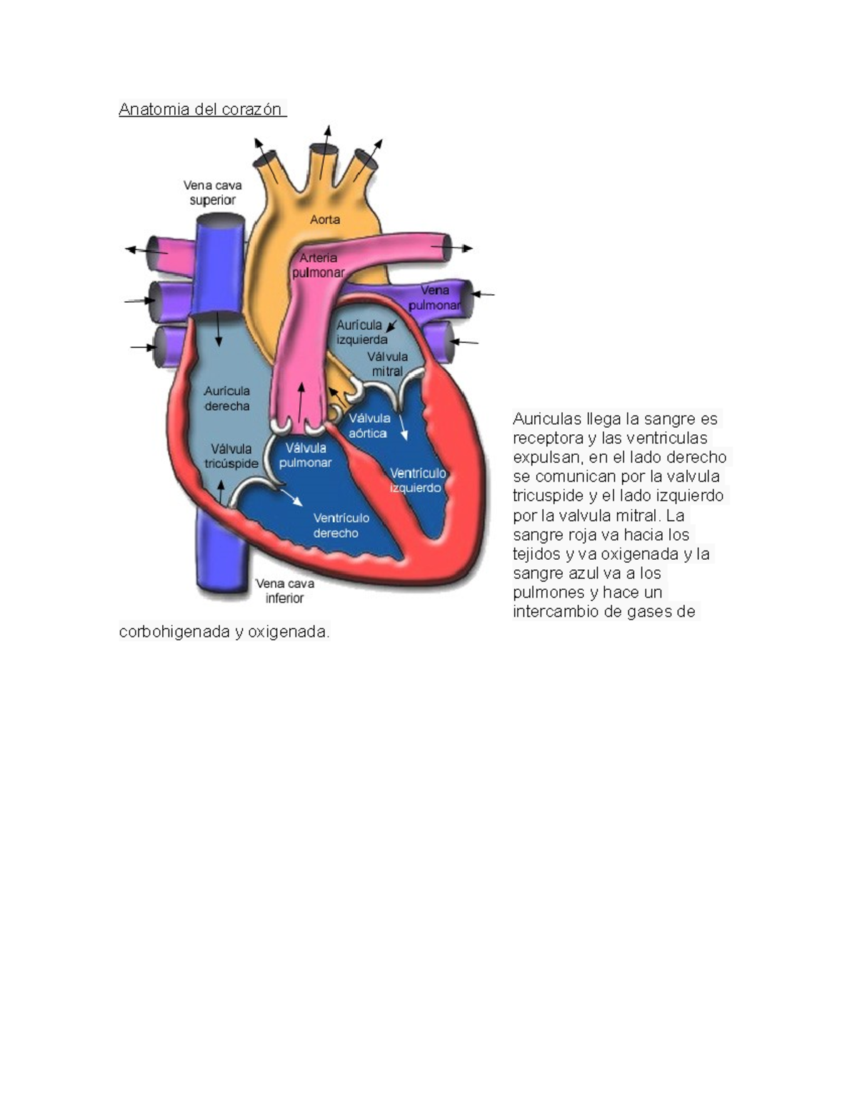 Guia Cardio - Anatomia del corazón Auriculas llega la sangre es ...