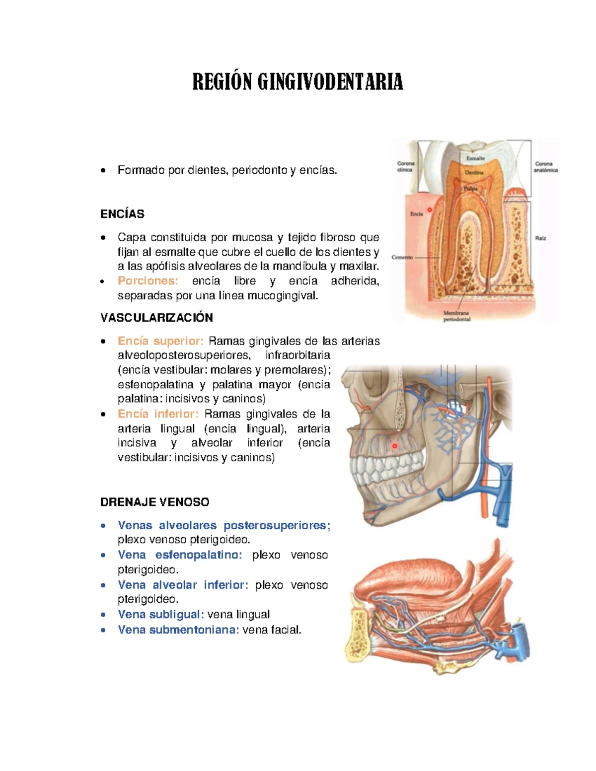 Region sublingual - Es la pared inferior de la cavidad bucal y anterior ...
