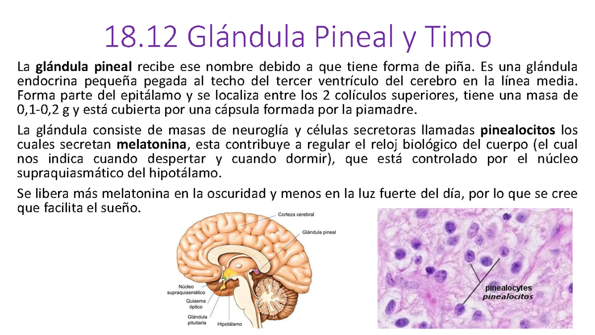 18.12 Glandula pineal y timo - 18 Glándula Pineal y Timo La glándula pineal recibe ese nombre ...