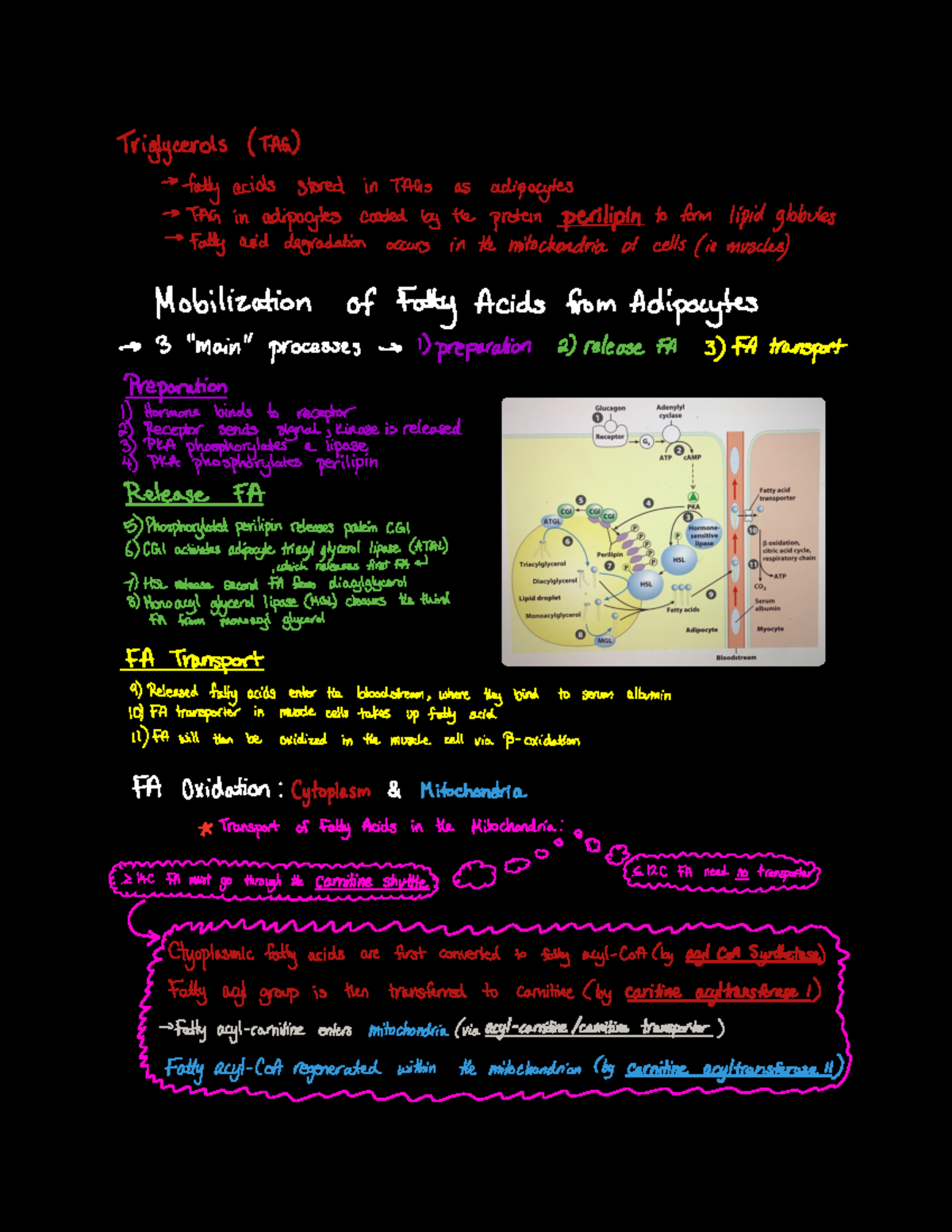 Fatty Acids Metabolism - Triglycerols TAG fatty acids stored in TAGS as ...