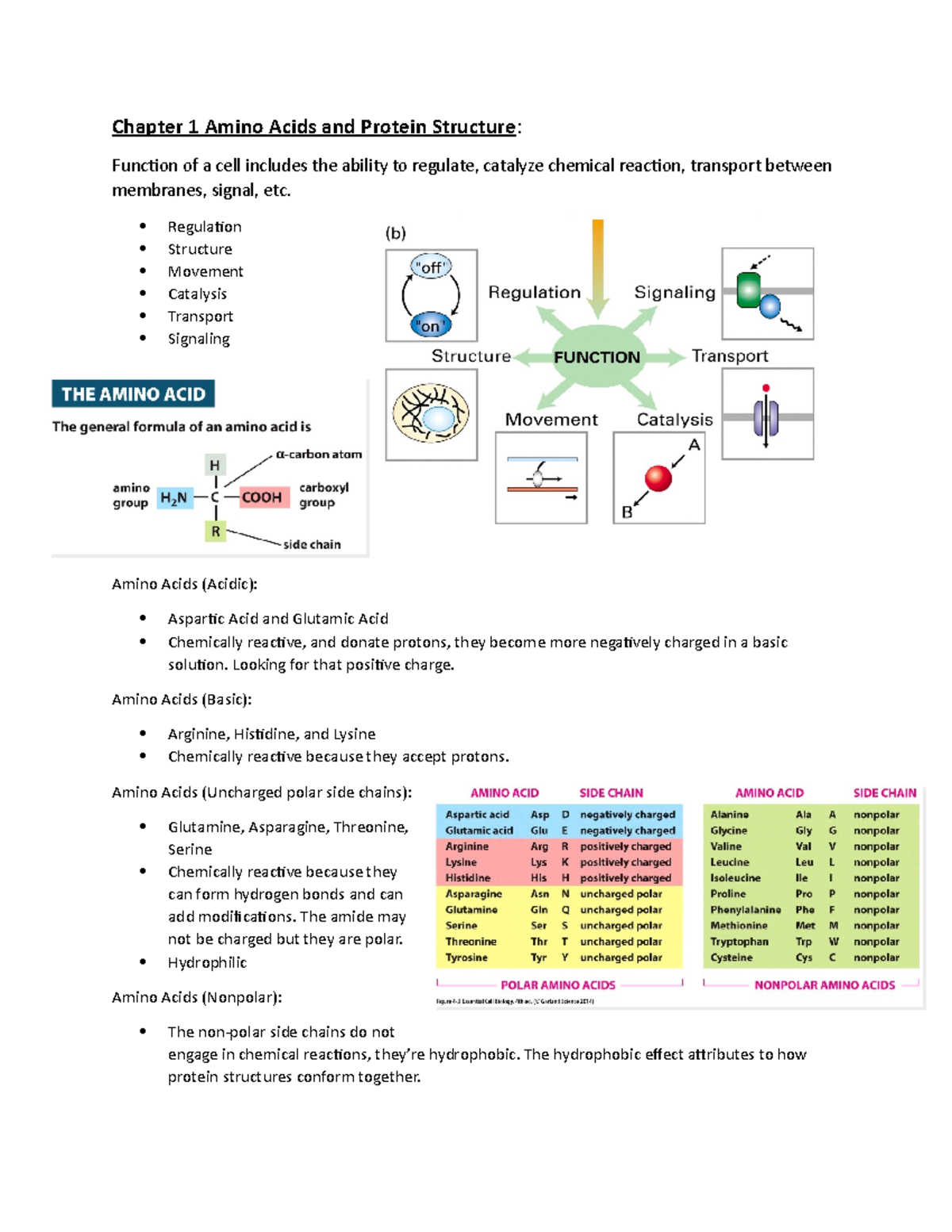 Chapter 1-1: Amino Acids and Protein Structure + Enzymes and Cellular ...