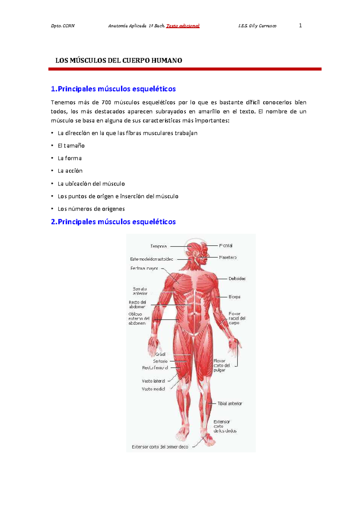 5 - músculos del cuerpo humano - LOS MÚSCULOS DEL CUERPO HUMANO 1 ...