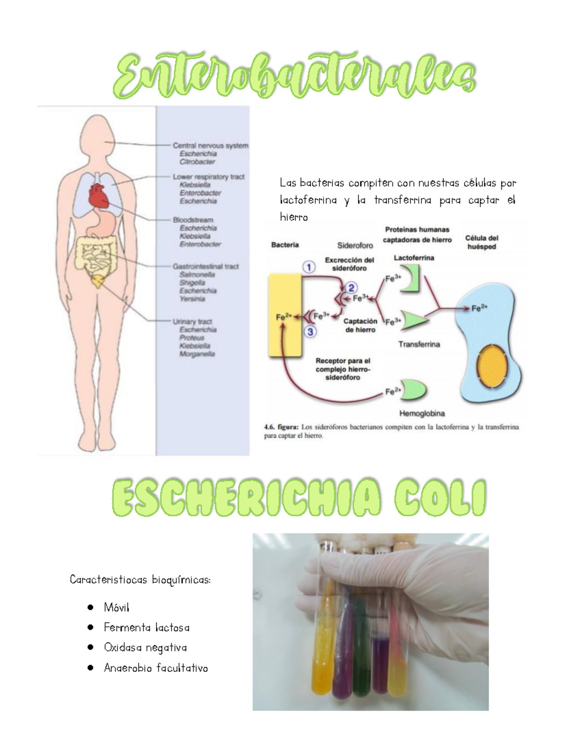 Enterobacteriales - Libro de microbiologia - Las bacterias compiten con ...