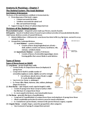 Joints (Anatomy) - What is a joint? ⤷ A point of contact between two ...