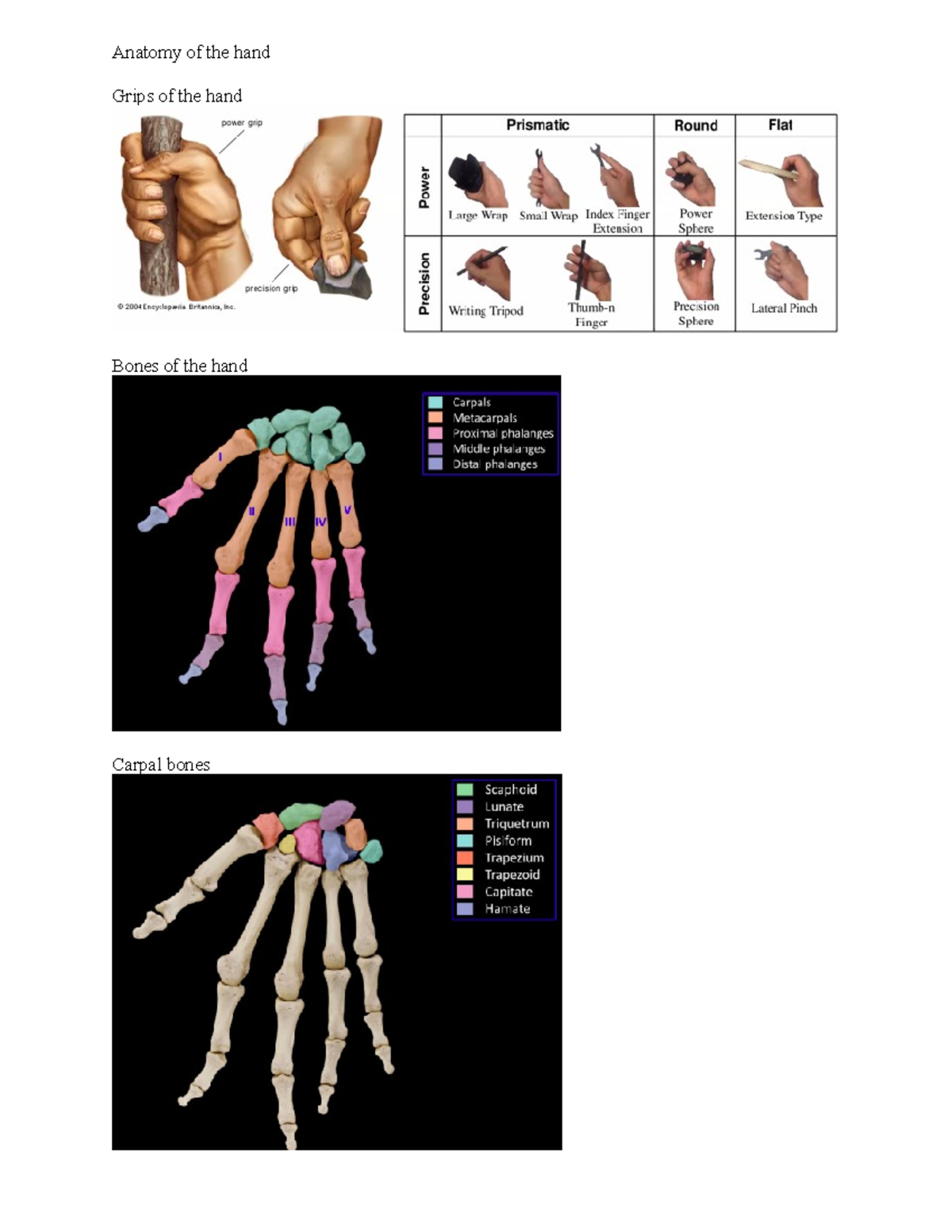 Types Of Hand Grip Anatomy at Milla Anstey blog