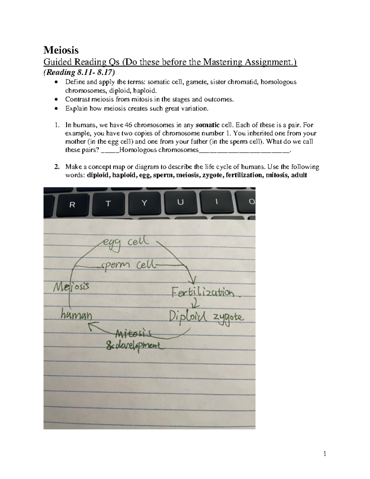 Lesson+10 GRQs Meiosis - 1 Meiosis Guided Reading Qs (Do these before ...