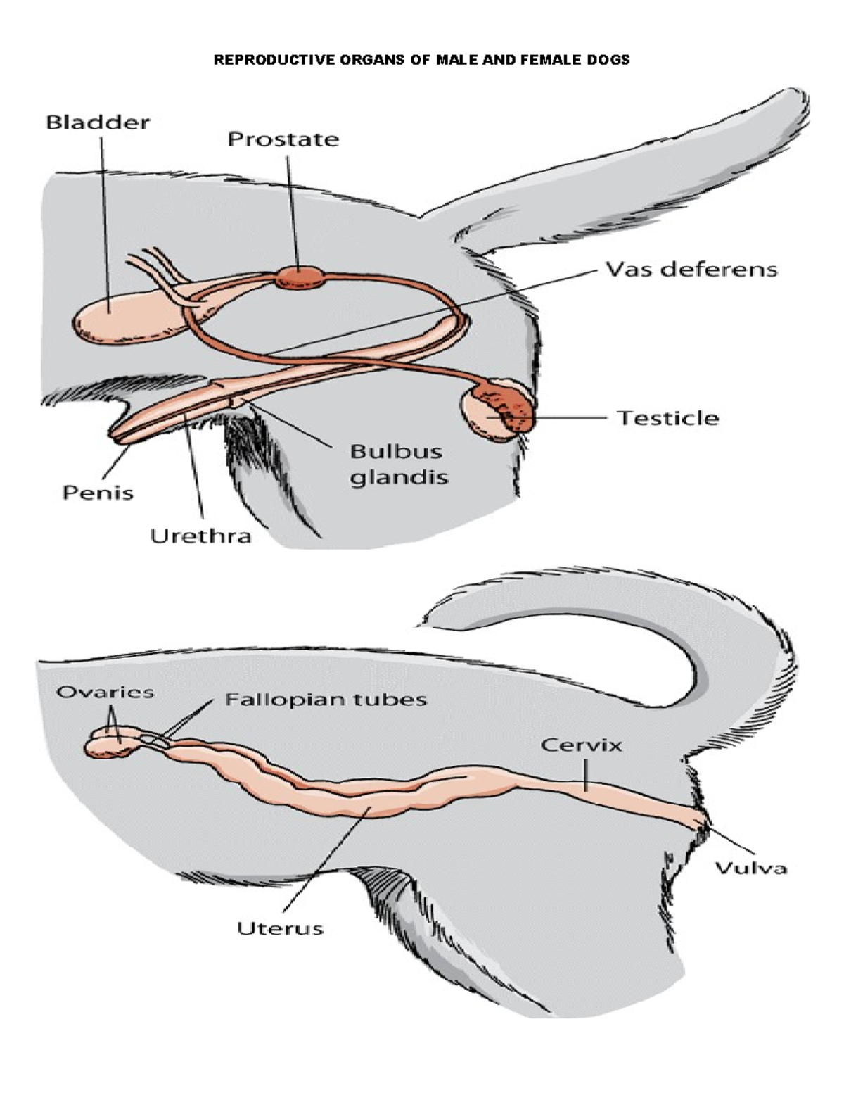 Reproductive Organs OF MALE AND Female DOGS - BS Accountancy ...