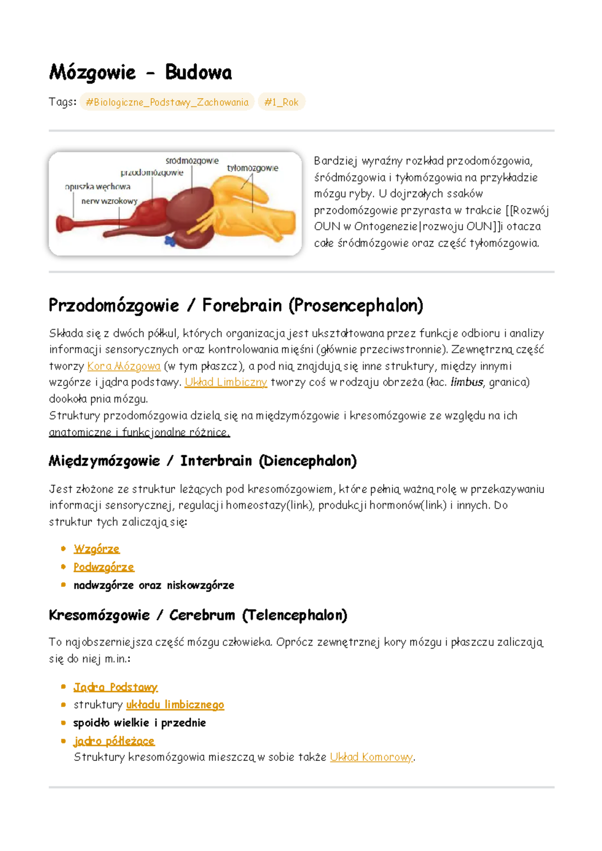 Mózgowie - Budowa - Streszczenie Biologiczne podstawy psychologii ...