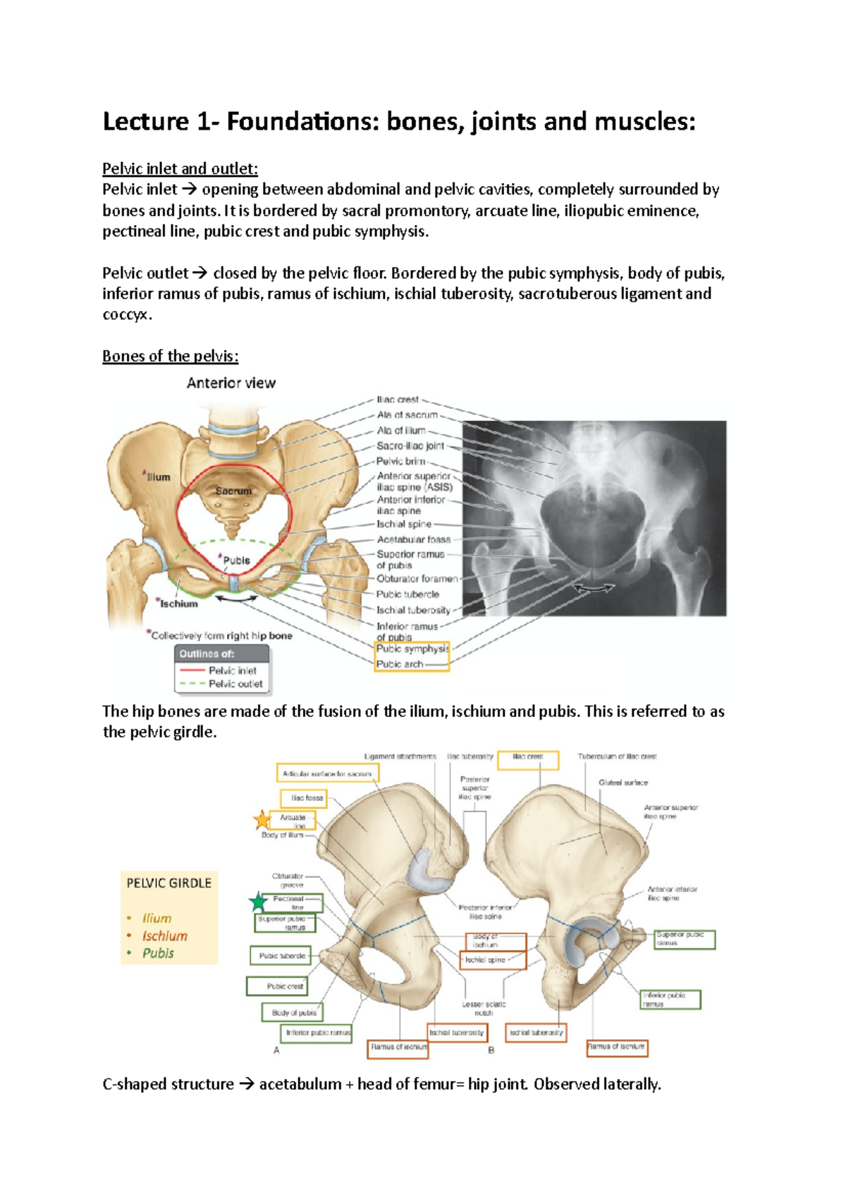 Pelvis: Pelvic floor region H1 notes - Lecture 1- Foundations: bones ...