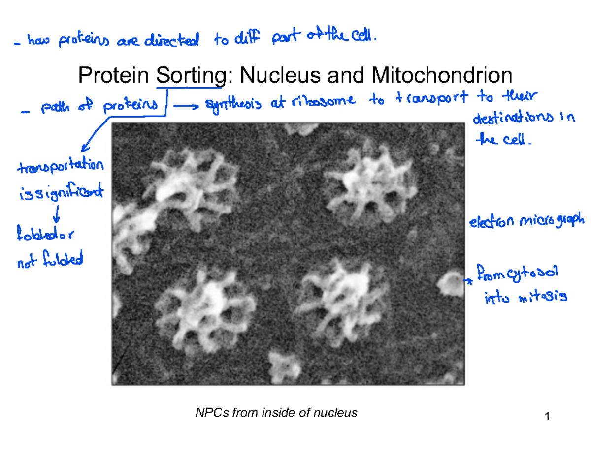 Lecture 11 Protein Sorting I 2019 - BIO3153 - uOttawa - Studocu