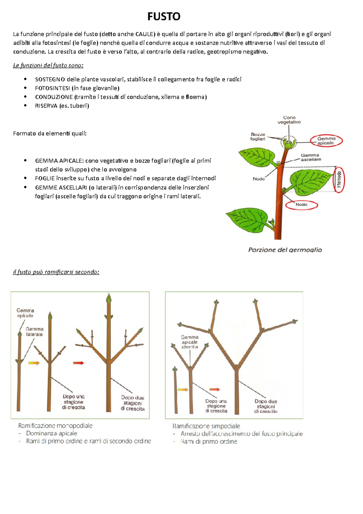 Fusto 11 - appunti presi a lezione - FUSTO La funzione principale del ...