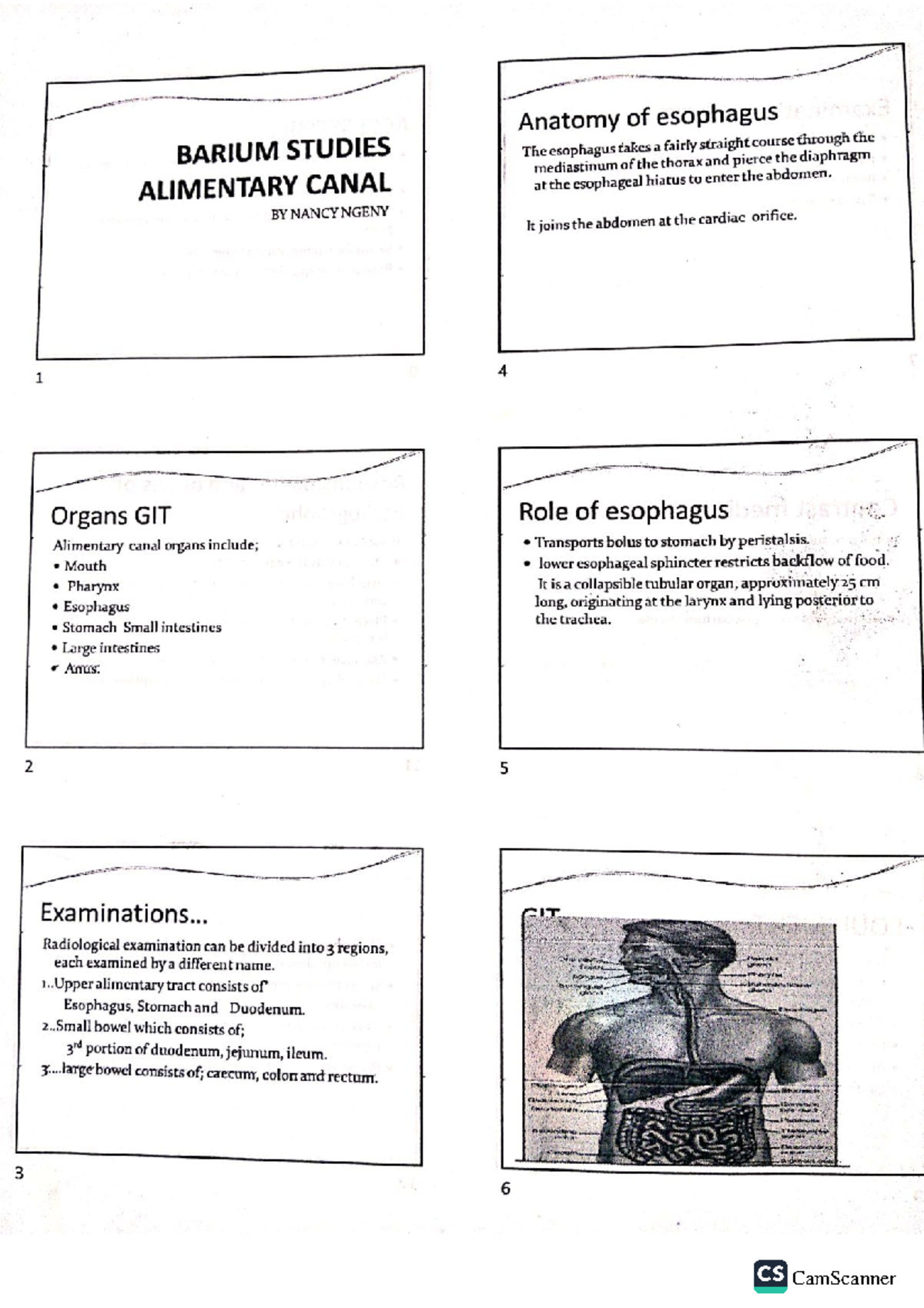 Barium Studies - Alimentary Canal - Radiography and imaging sciences ...