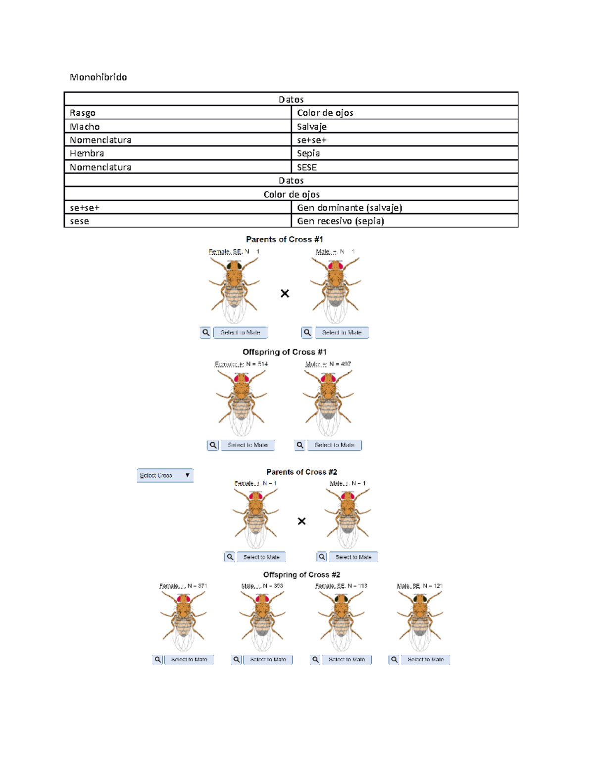 Cruces genetica - n/a - Monohibrido Datos Rasgo Color de ojos Macho ...