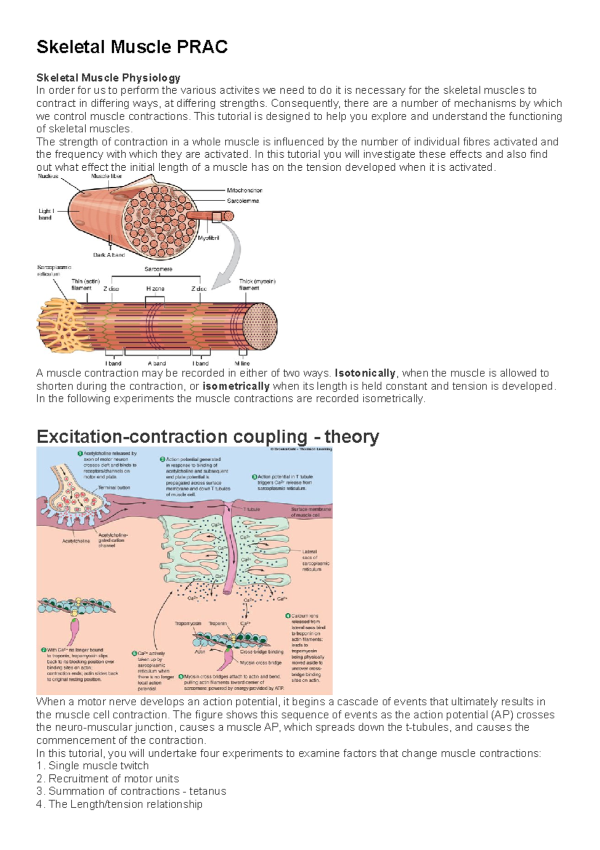 Skeletal Muscle PRAC - Skeletal Muscle PRAC Skeletal Muscle Physiology ...